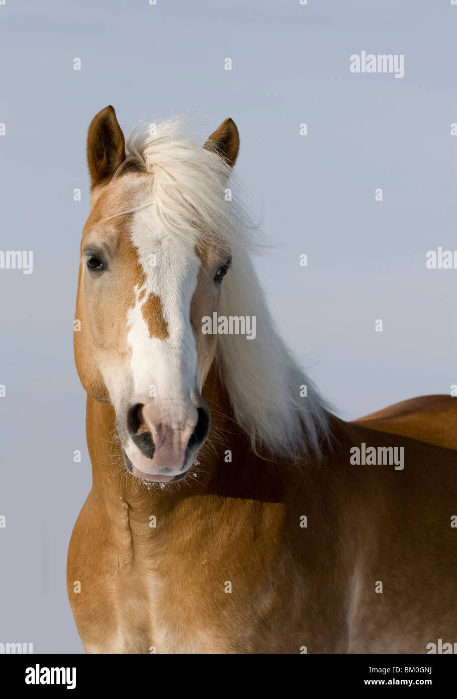 Haflinger horse portrait Stock Photo - Alamy