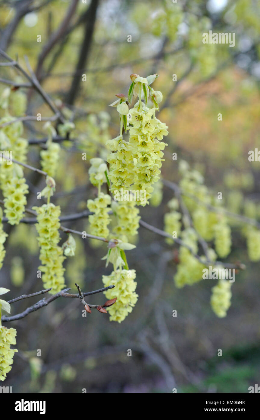 Willmott hi-res stock photography and images - Alamy