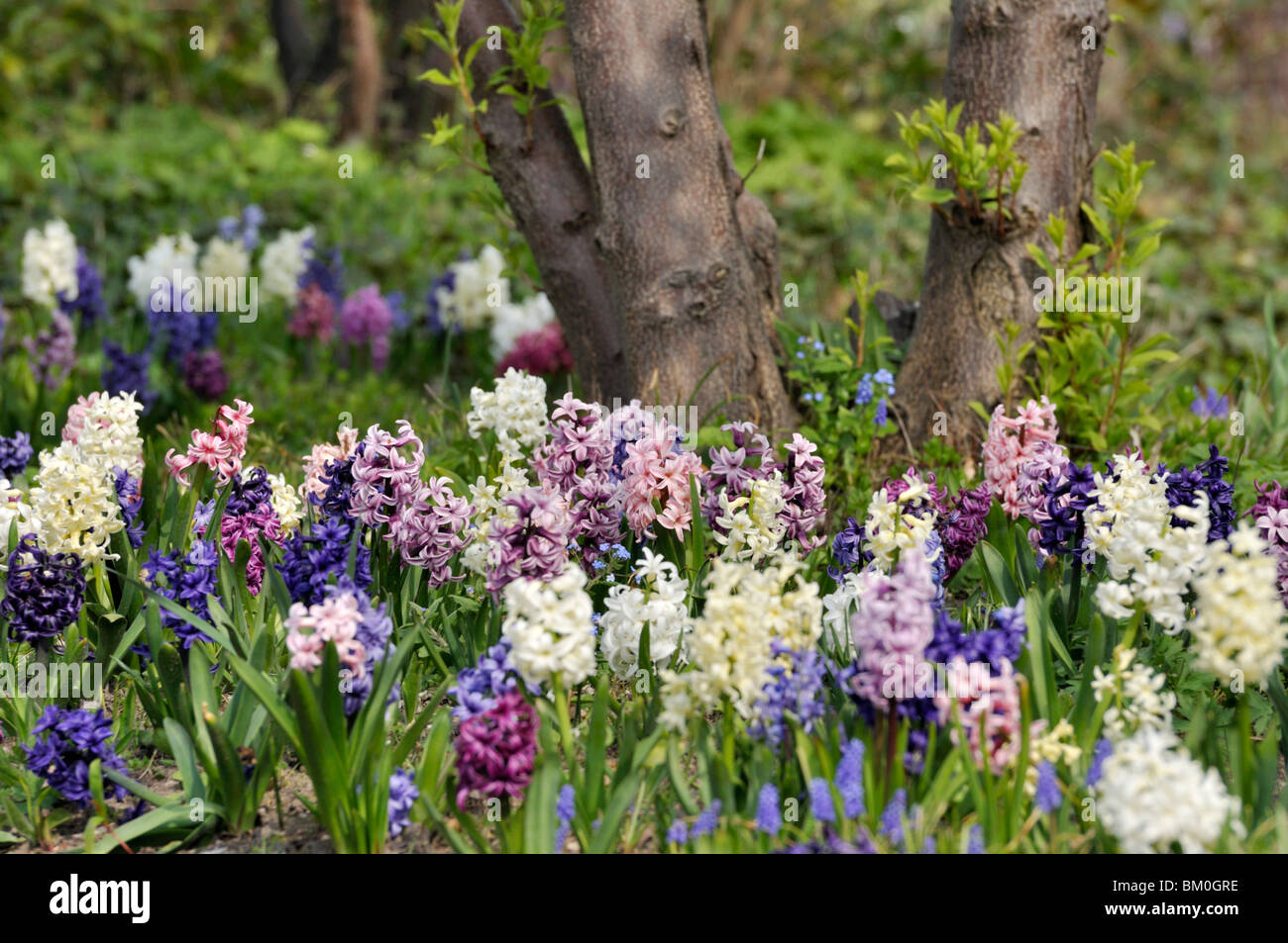 Garden hyacinths hi-res stock photography and images - Alamy