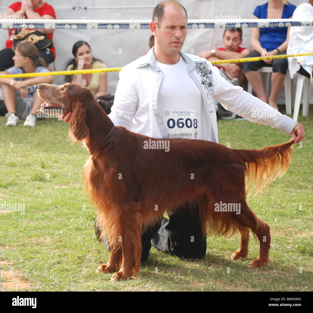Irish setter or red setter hi-res stock photography and images - Alamy