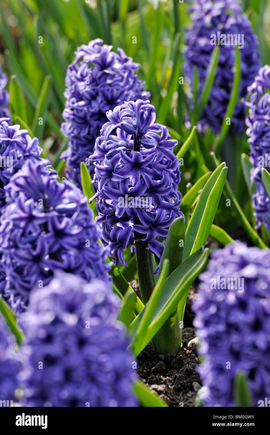 Spring flowering hyacinths hi-res stock photography and images - Alamy