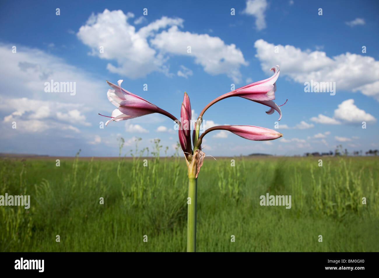 River Lilly High Resolution Stock Photography and Images - Alamy