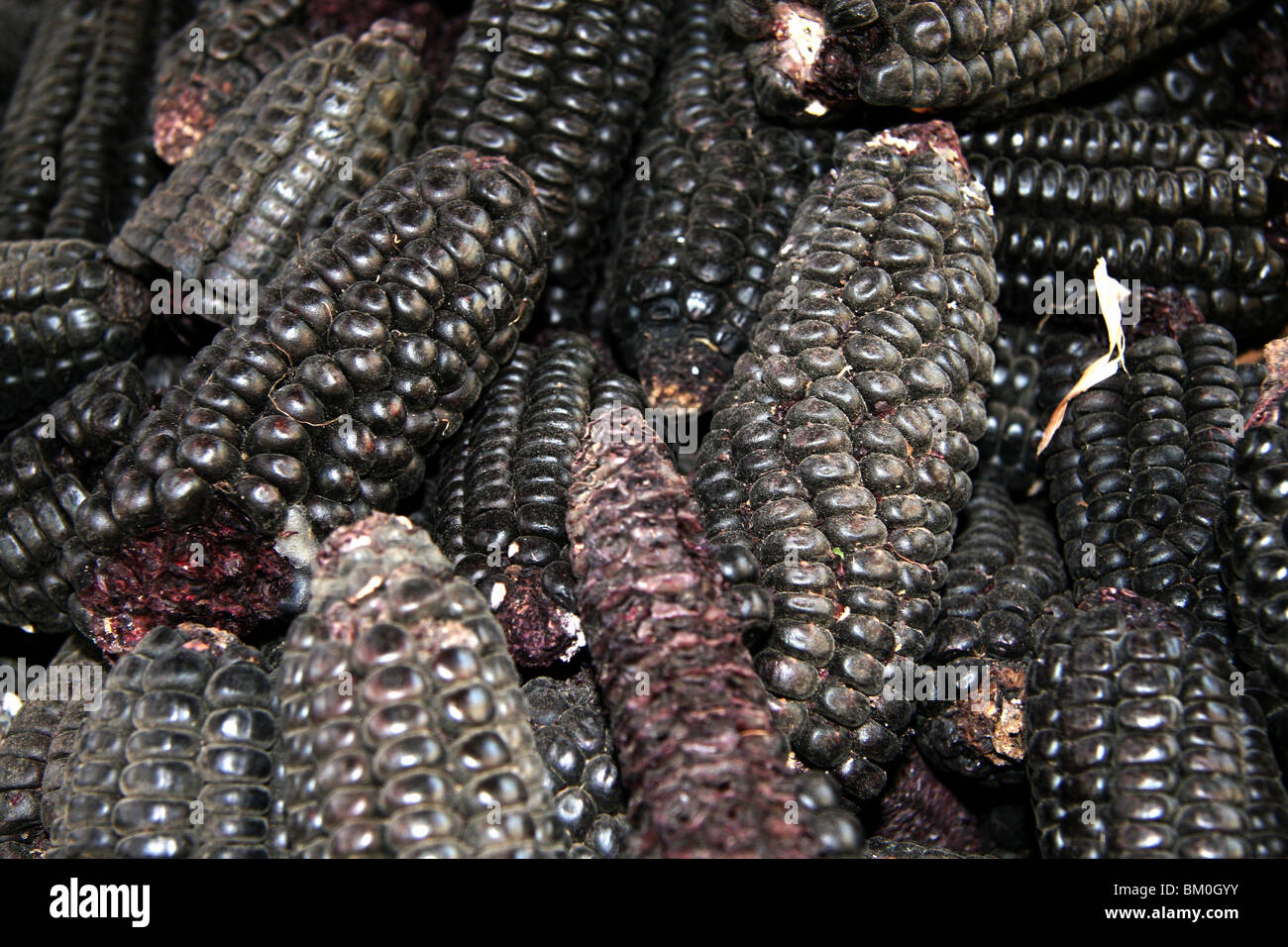 Purple maize hi-res stock photography and images - Alamy
