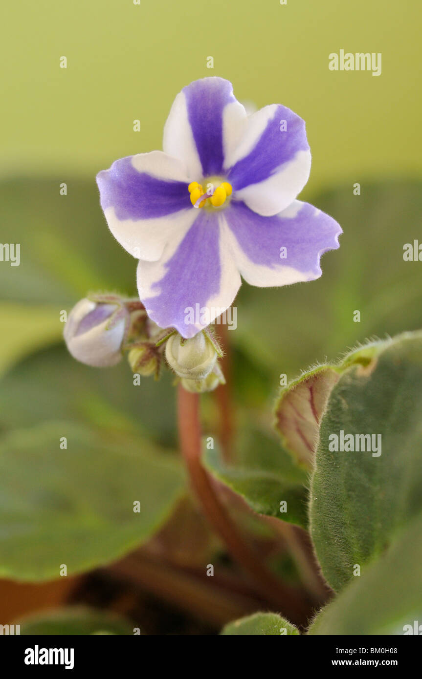 African violet (Saintpaulia ionantha Stock Photo - Alamy