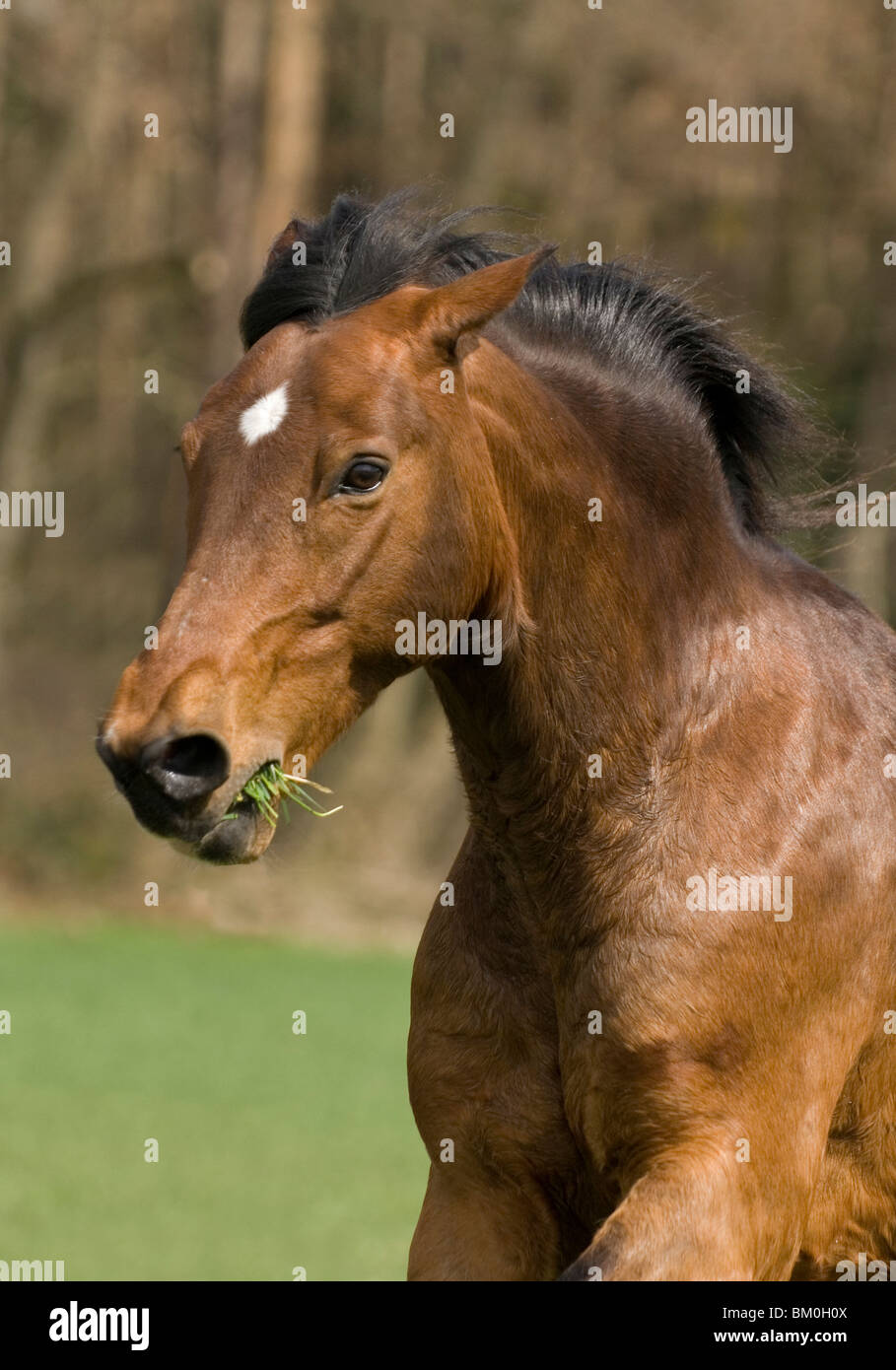 High set ears hi-res stock photography and images - Alamy