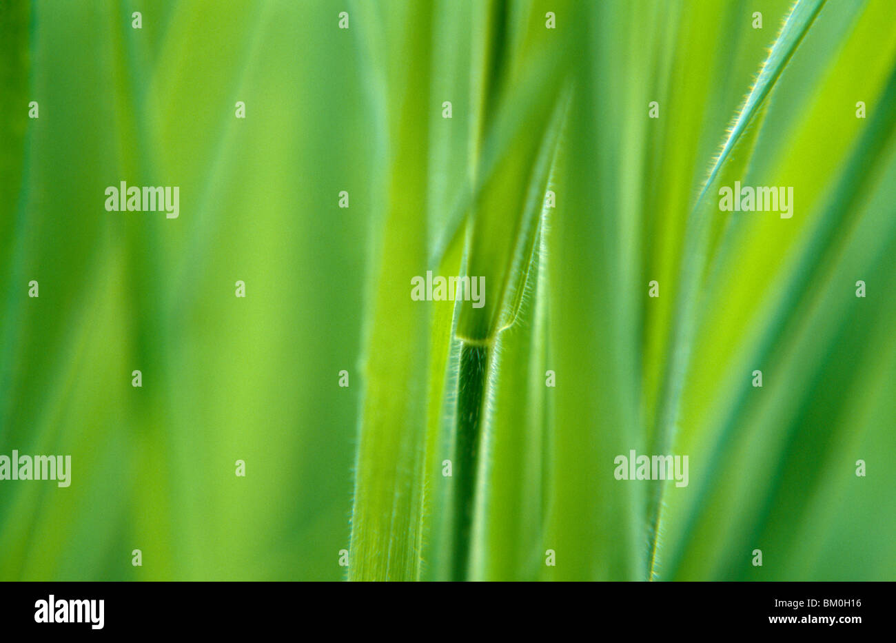 Close-up of blades of grass Stock Photo - Alamy