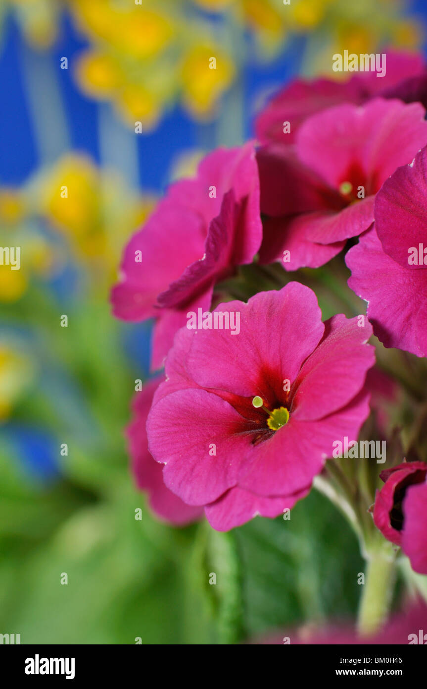 Primula plant hi-res stock photography and images - Alamy