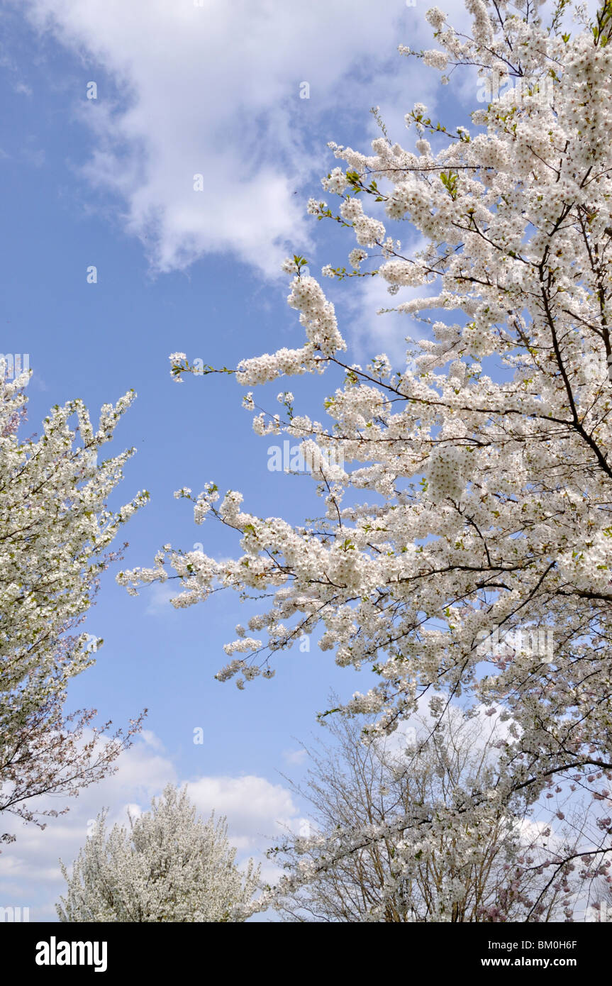 Flowering cherry trees Stock Photo - Alamy