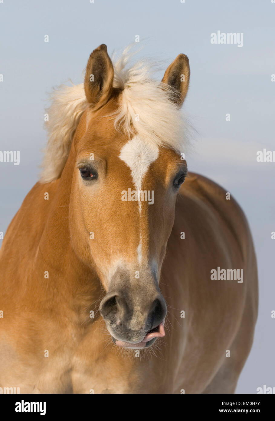 Haflinger horse portrait Stock Photo - Alamy