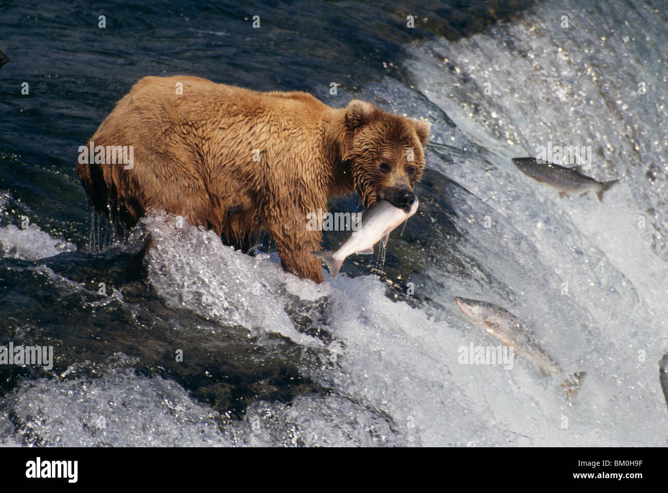 Fish jumping into bear hi-res stock photography and images - Alamy