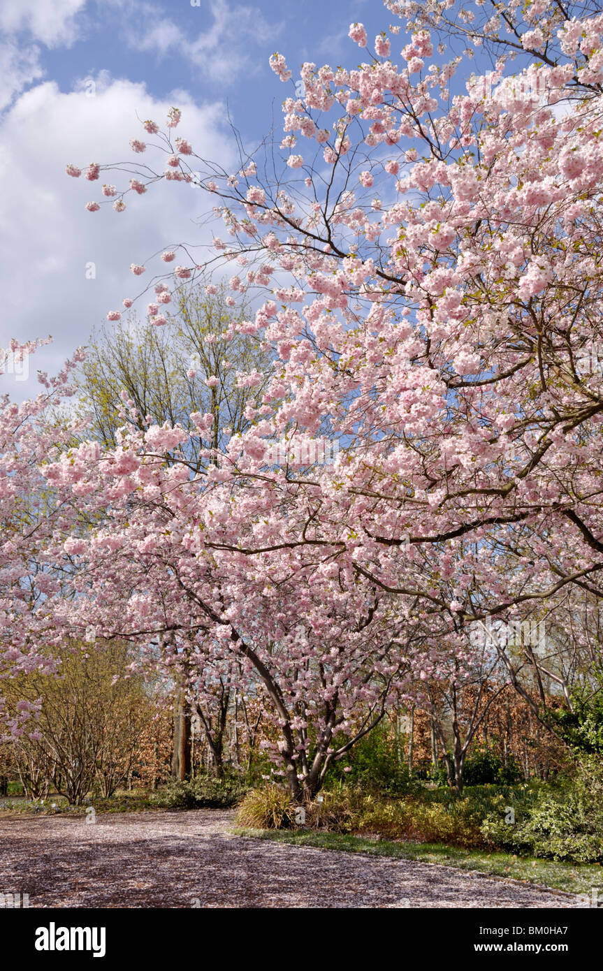 Autumn cherry (Prunus subhirtella x sargentii 'Accolade' Stock Photo ...
