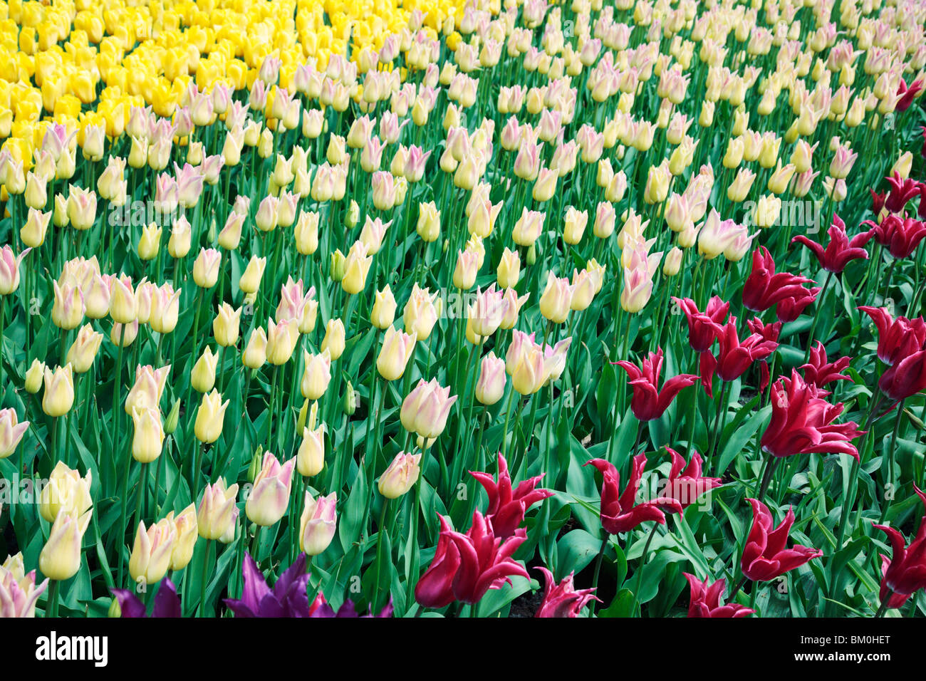 Profusion of yellow flowers hi-res stock photography and images - Alamy