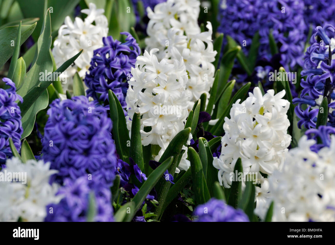 Hyacinthus blue hi-res stock photography and images - Alamy