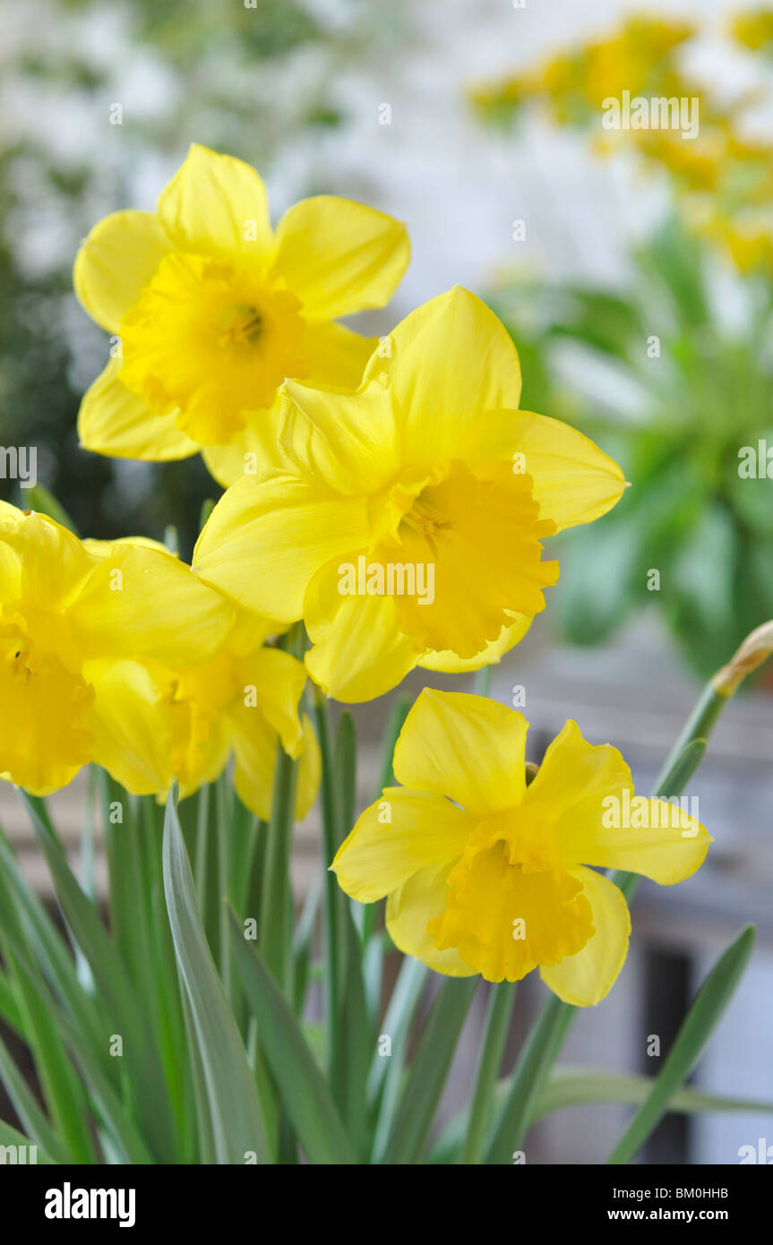 Wild daffodil (Narcissus pseudonarcissus Stock Photo - Alamy