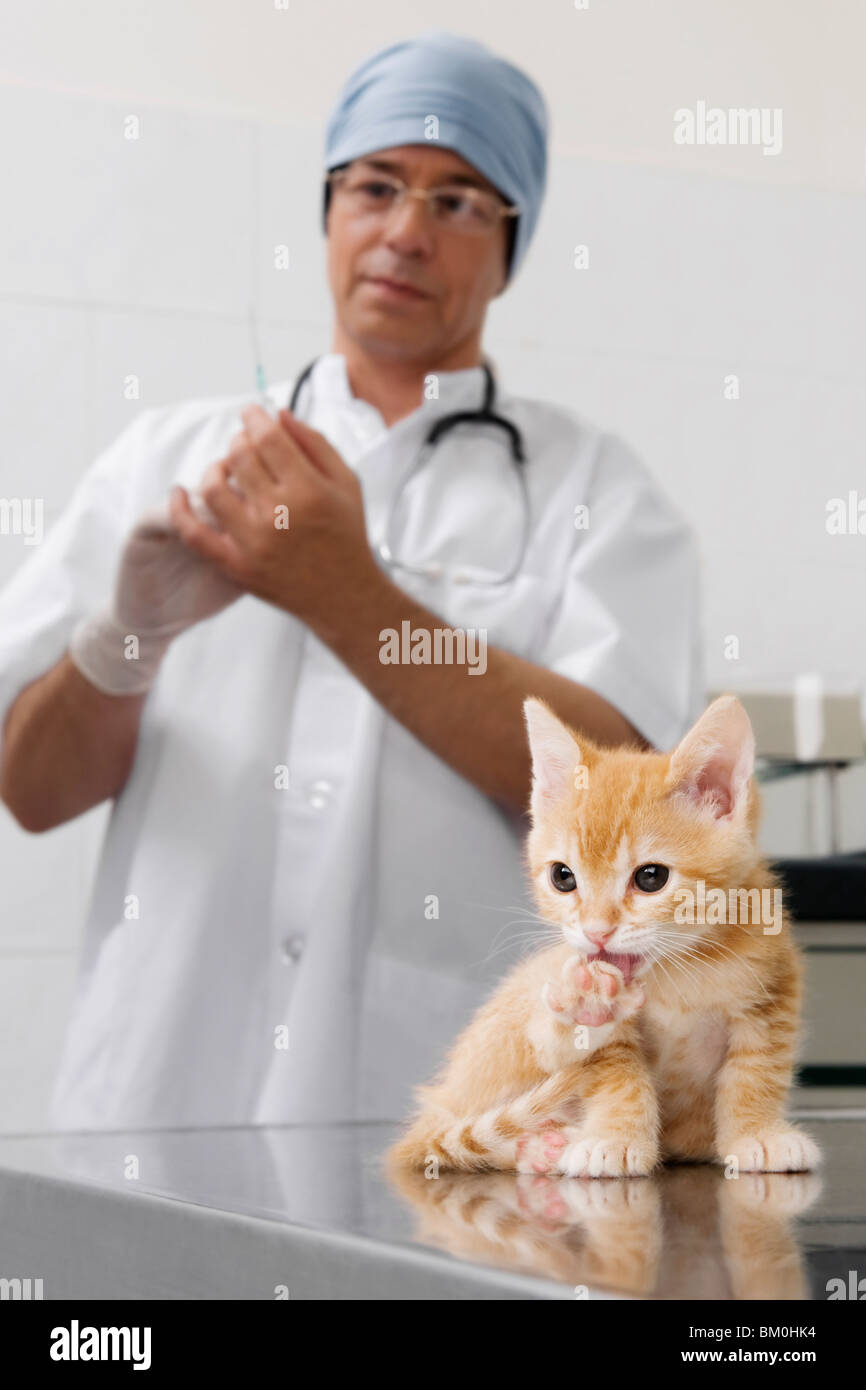 Vet injecting a cat Stock Photo - Alamy