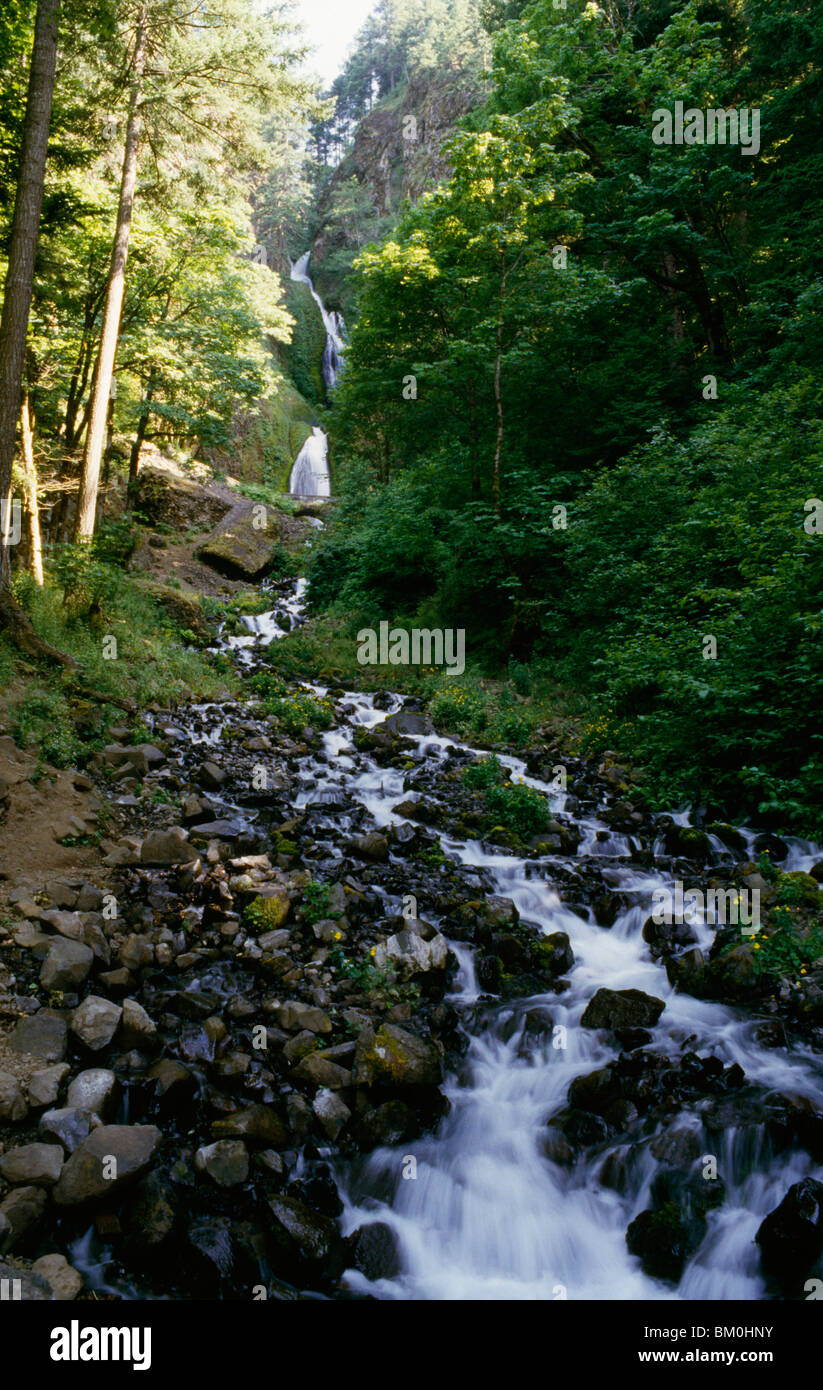 Stream flowing through a forest Stock Photo - Alamy