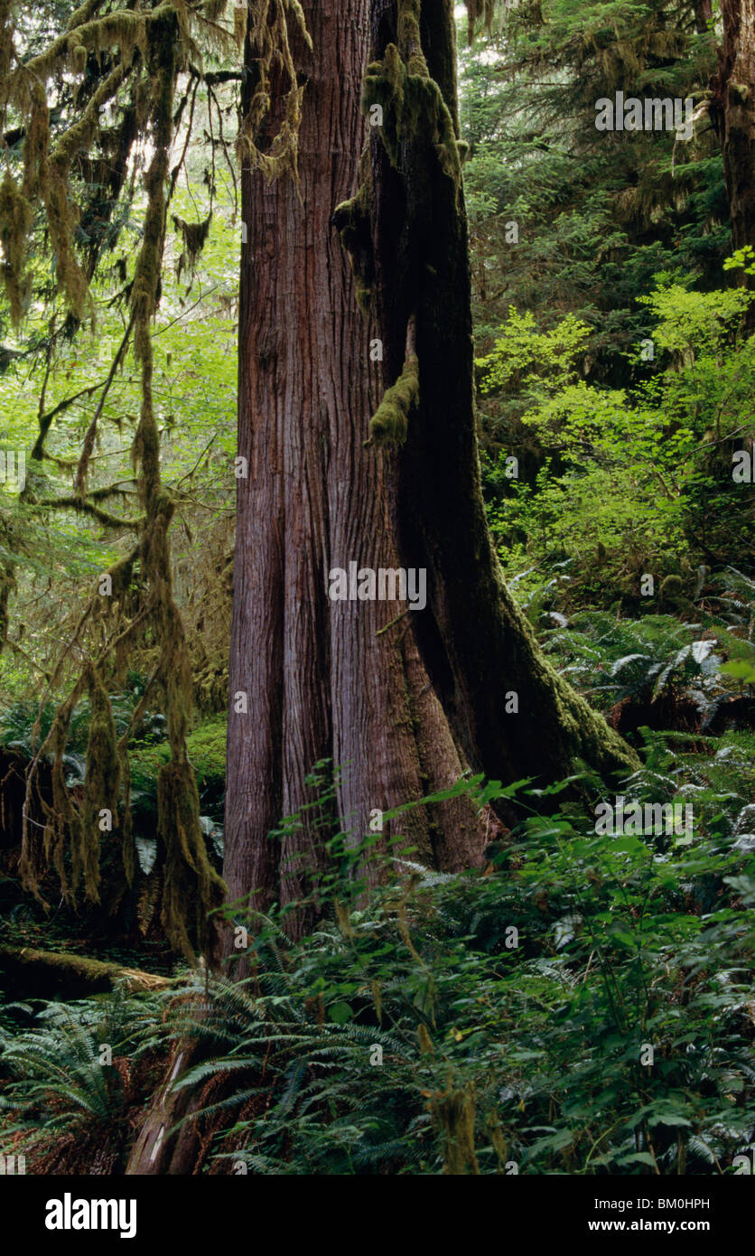 Trees in a forest, Washington State, USA Stock Photo - Alamy