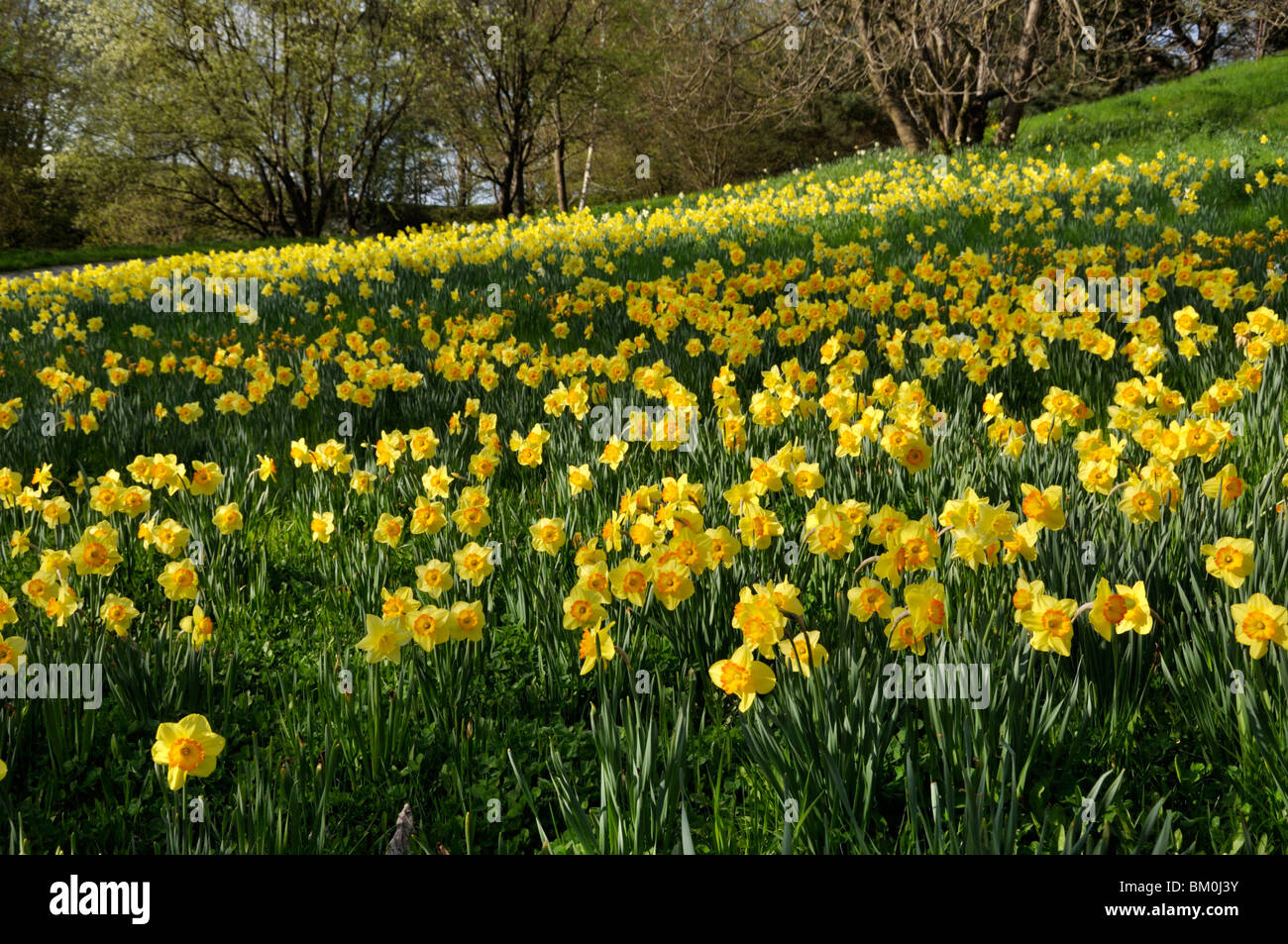 Wild daffodils hi-res stock photography and images - Alamy