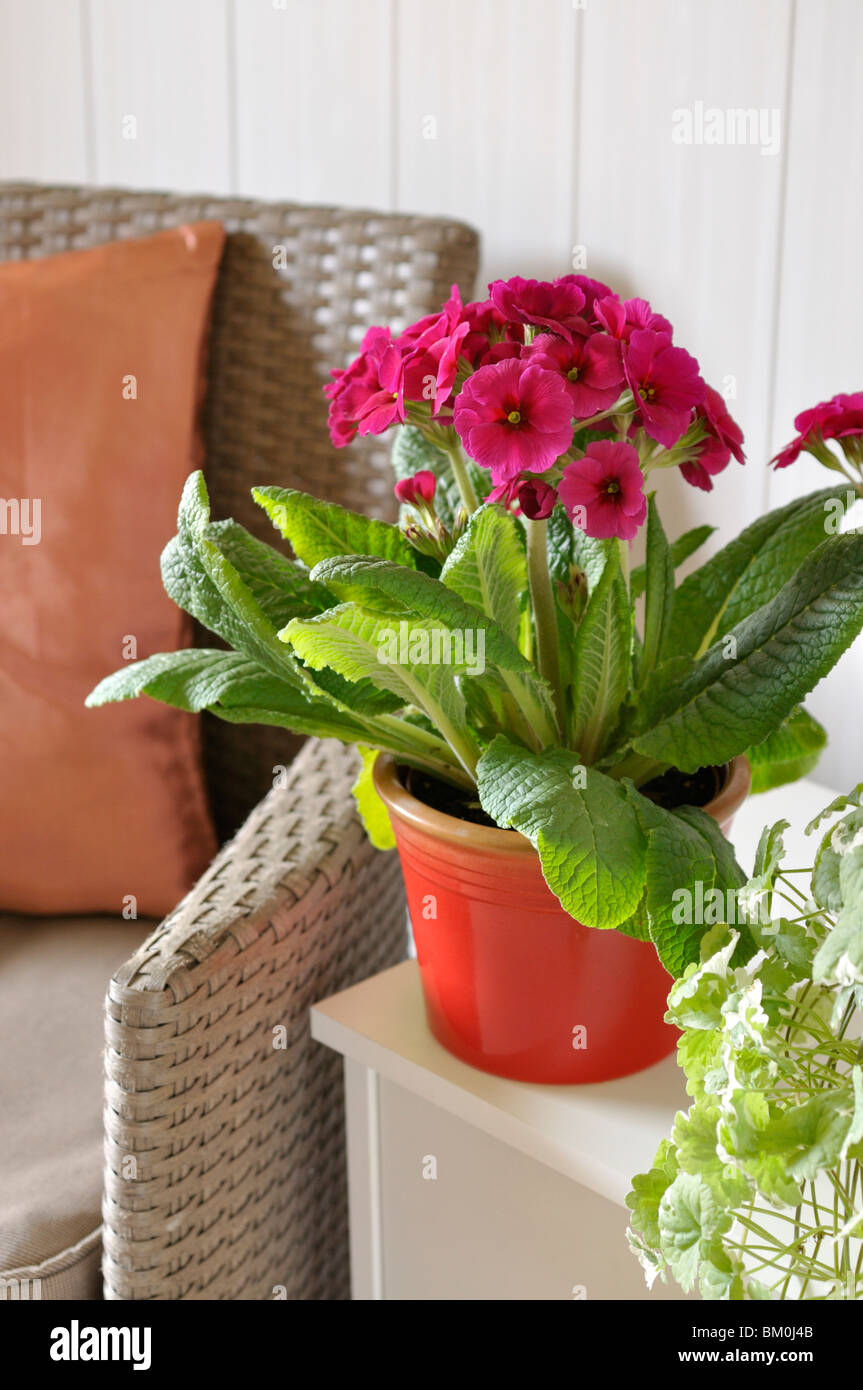 Primrose hi-res stock photography and images - Alamy