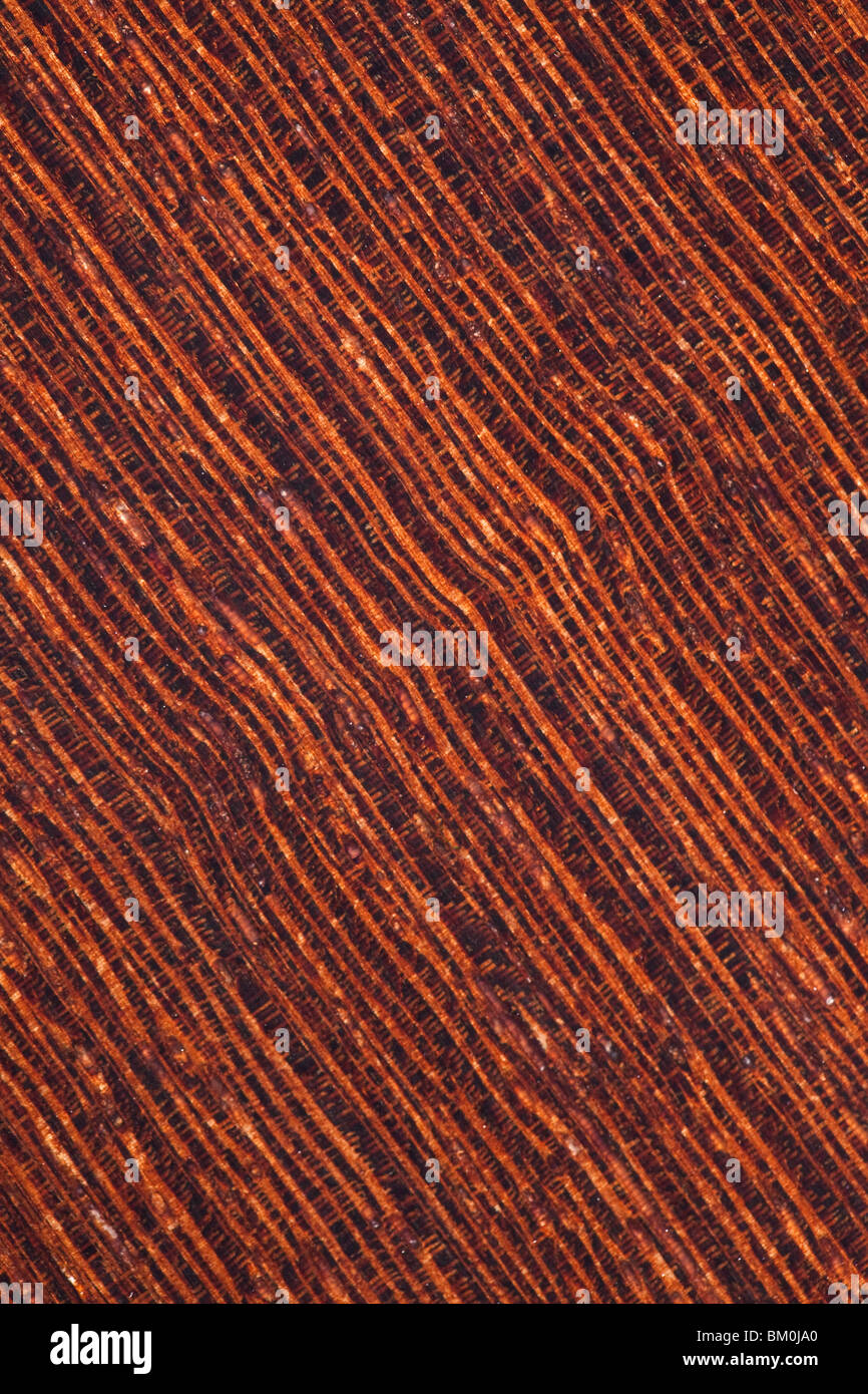 the background of wenge tropical timber Stock Photo - Alamy