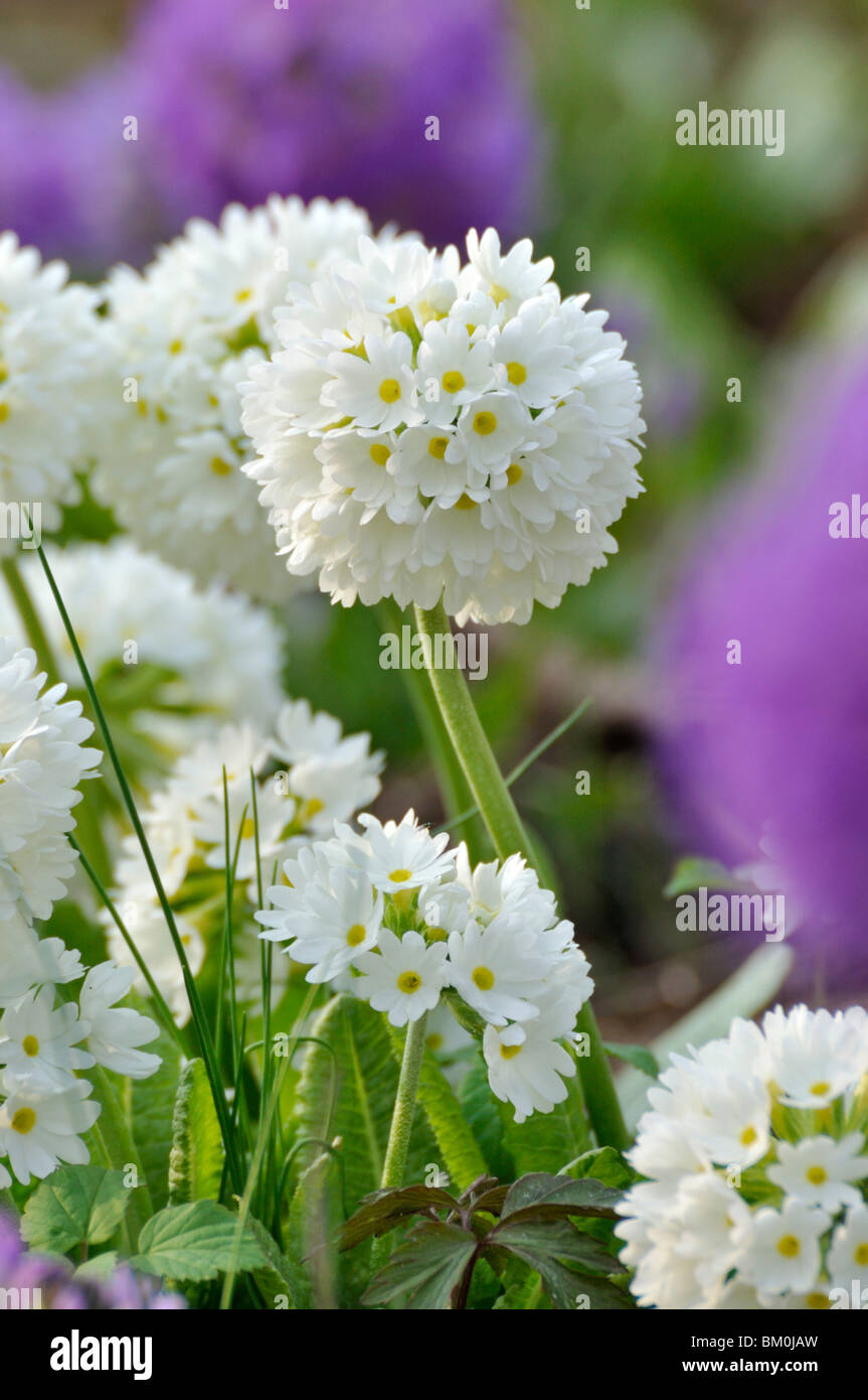 Denticulata alba hi-res stock photography and images - Alamy