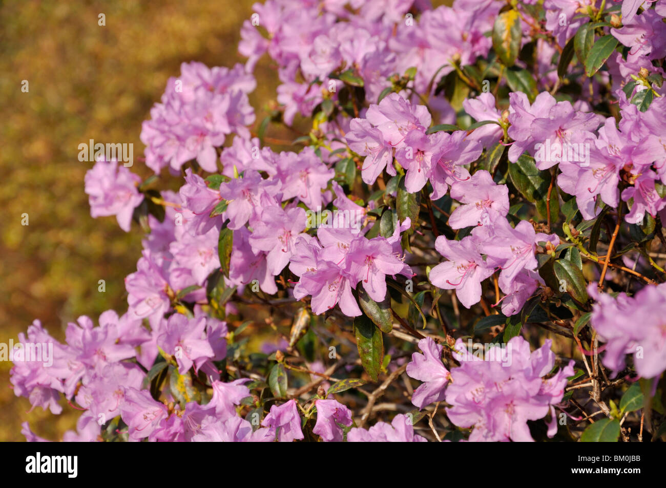 Rhododendron praecox hi-res stock photography and images - Alamy