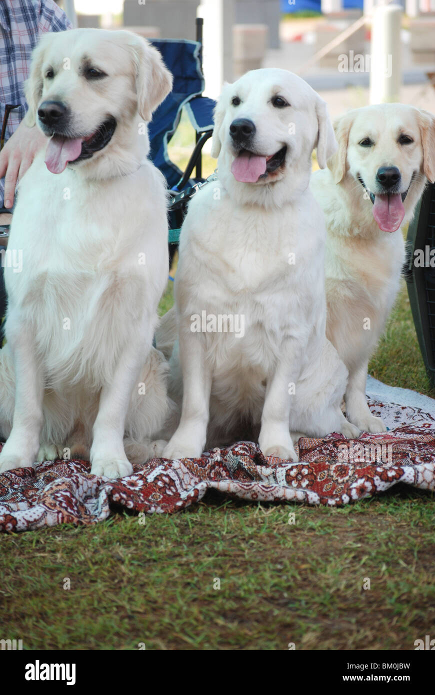 Labrador retrievers hi-res stock photography and images - Alamy