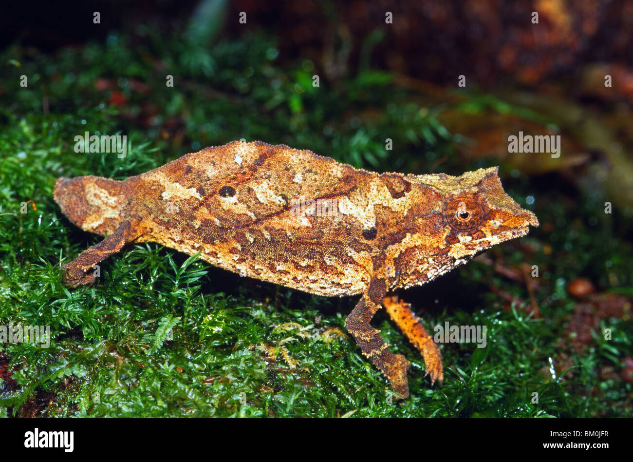 Leaf chameleon (Rhampholeon sp.), Nyungwe National Park, Rwanda Stock ...