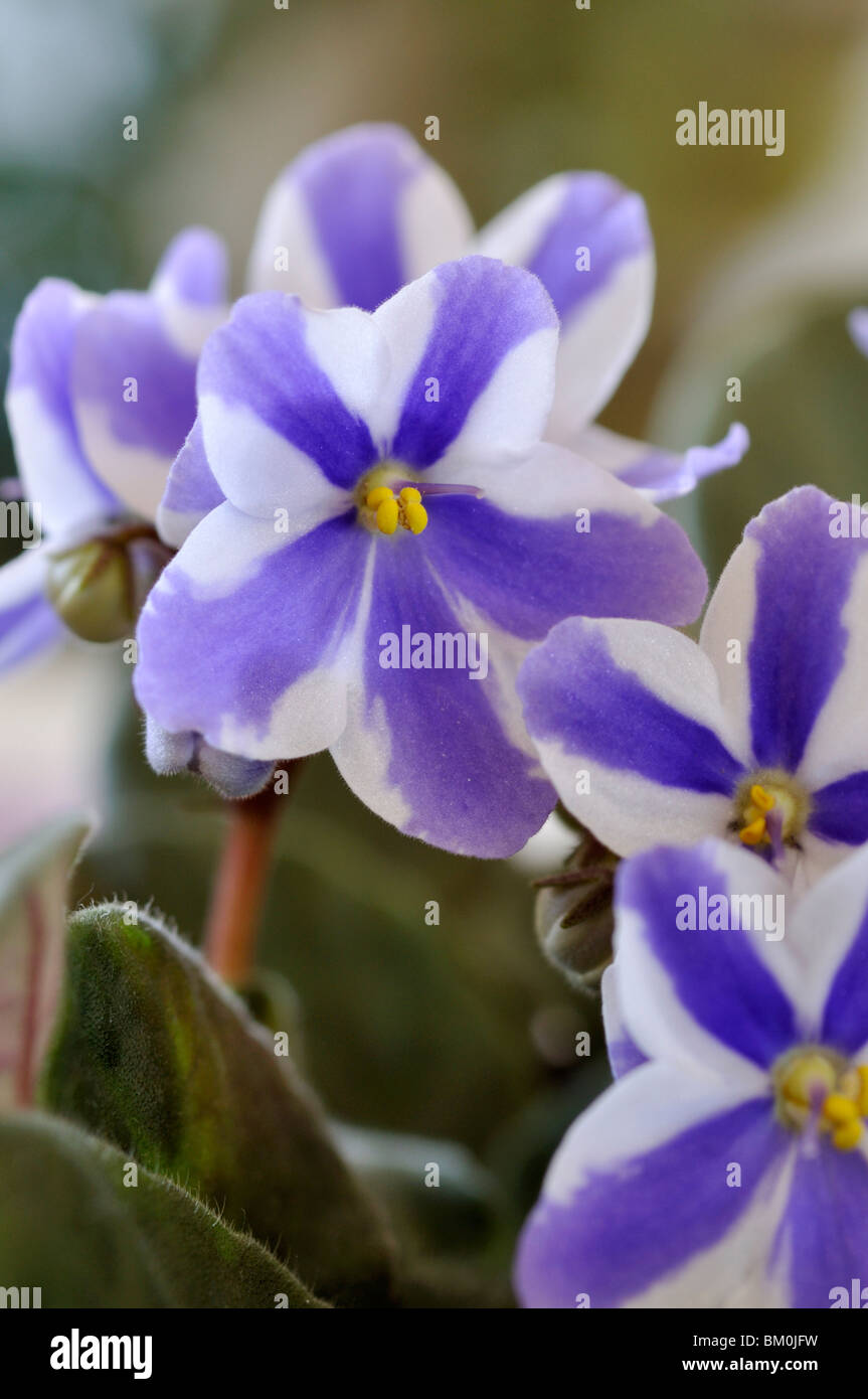 African violet (Saintpaulia ionantha Stock Photo - Alamy
