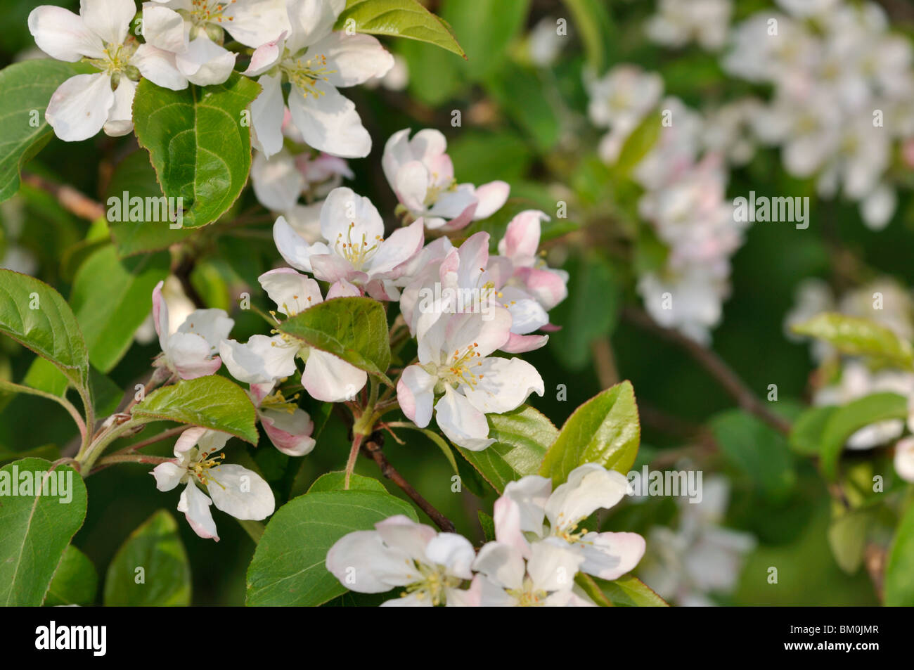 Siberian crab apple (Malus baccata var. mandshurica Stock Photo - Alamy