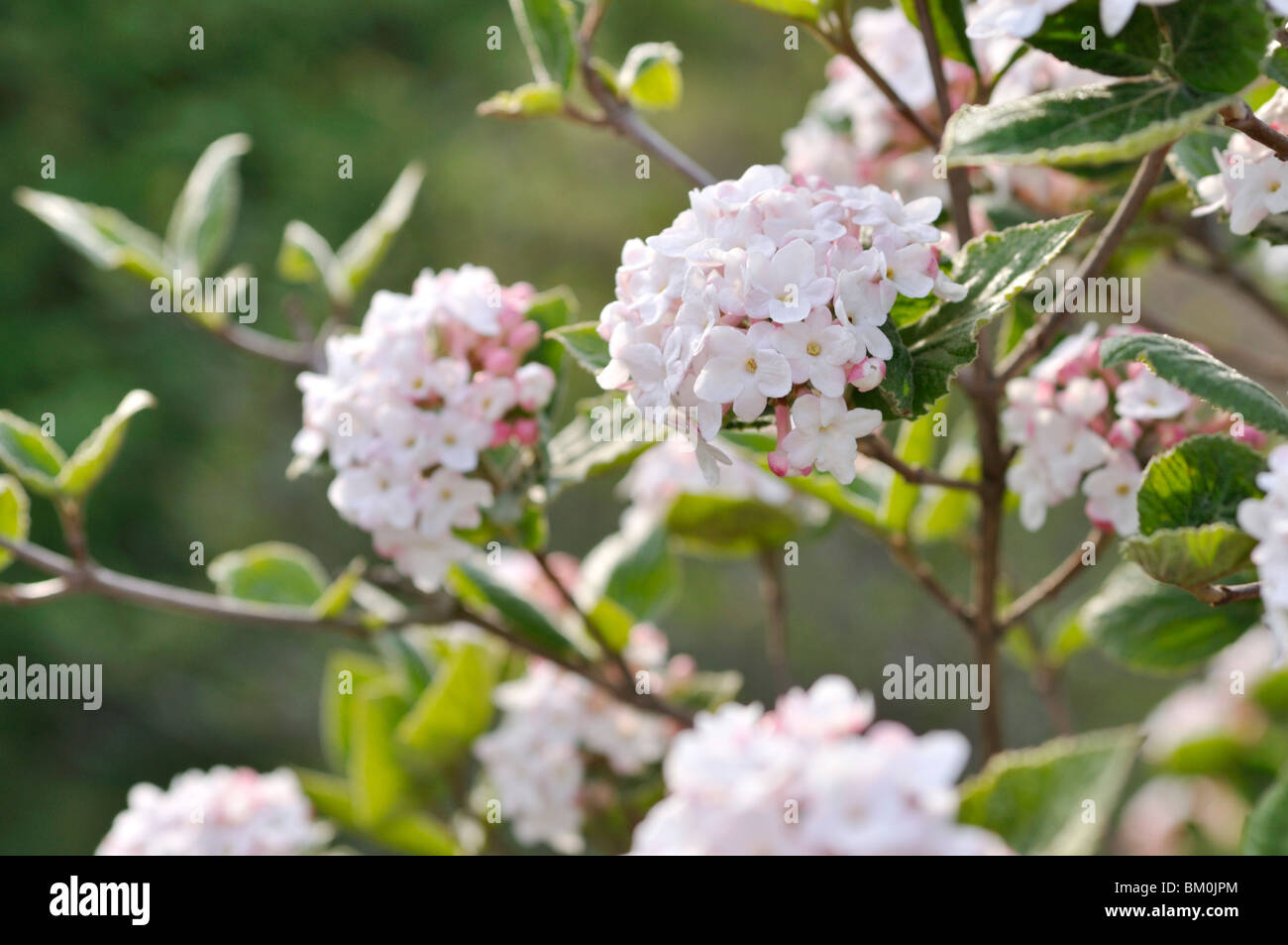 Viburnum carlesii spring flower hi-res stock photography and images - Alamy