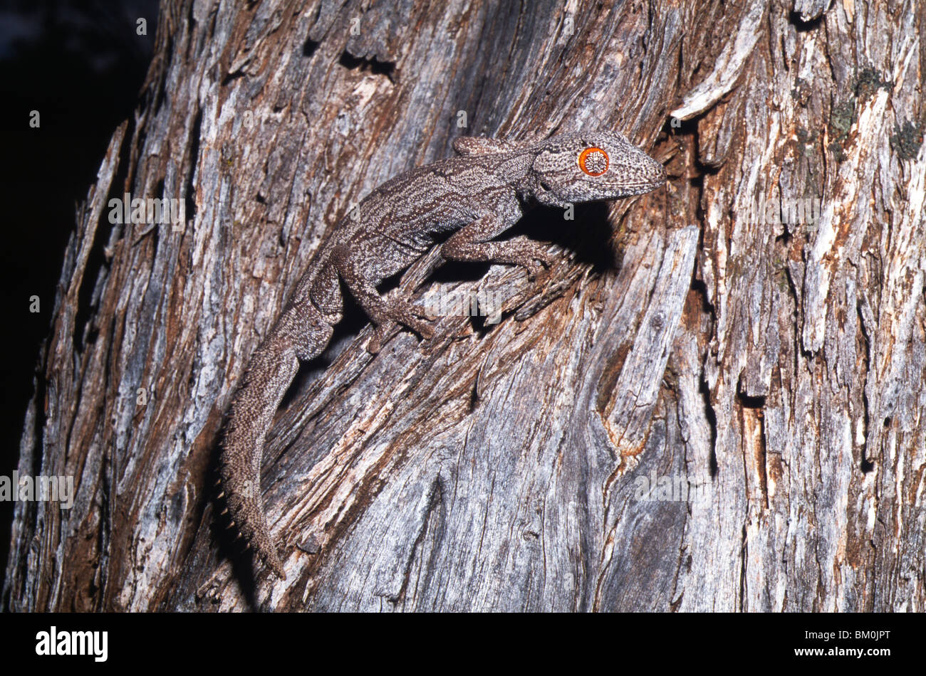 Spiny tailed gecko hi-res stock photography and images - Alamy