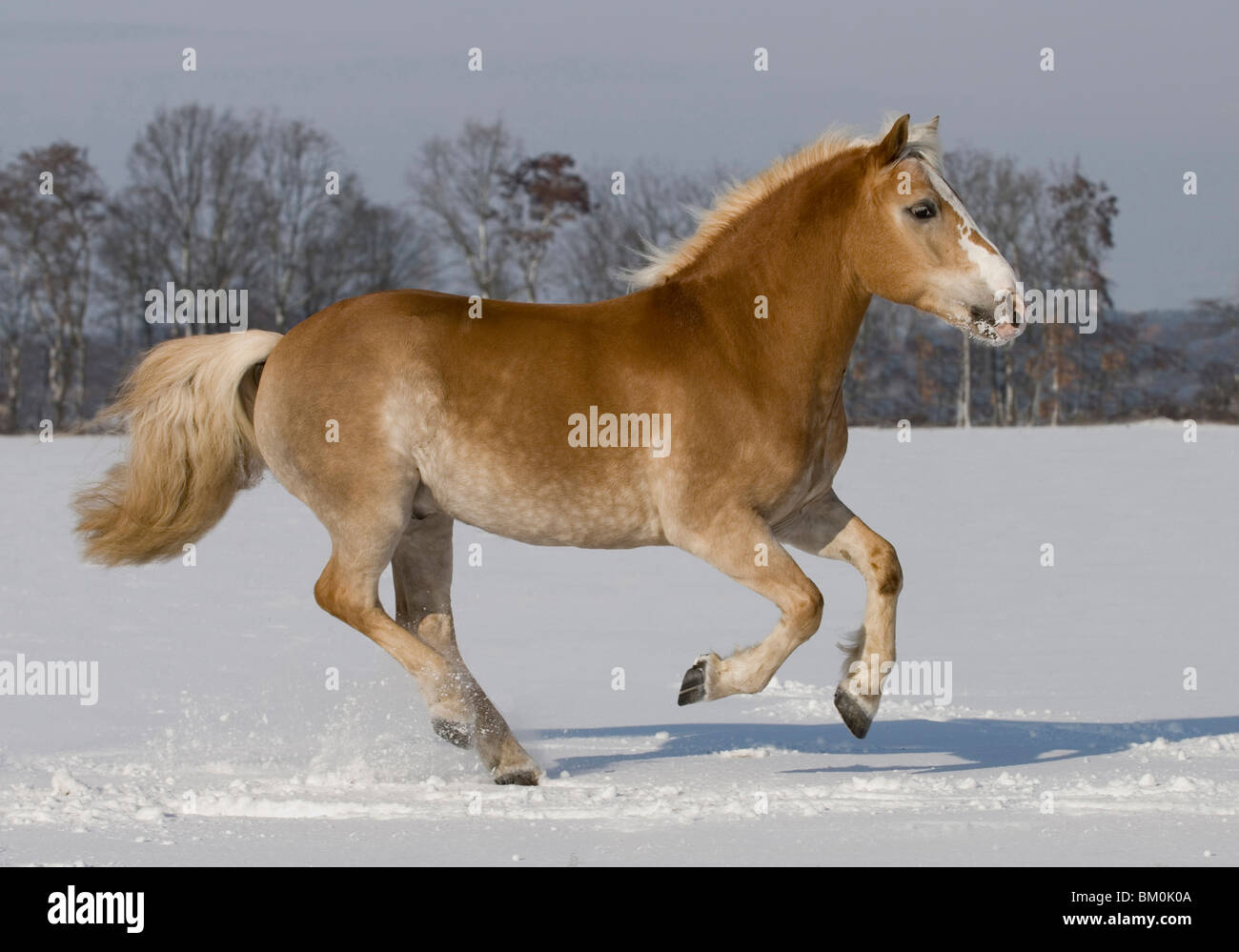 galloping Haflinger horse Stock Photo - Alamy