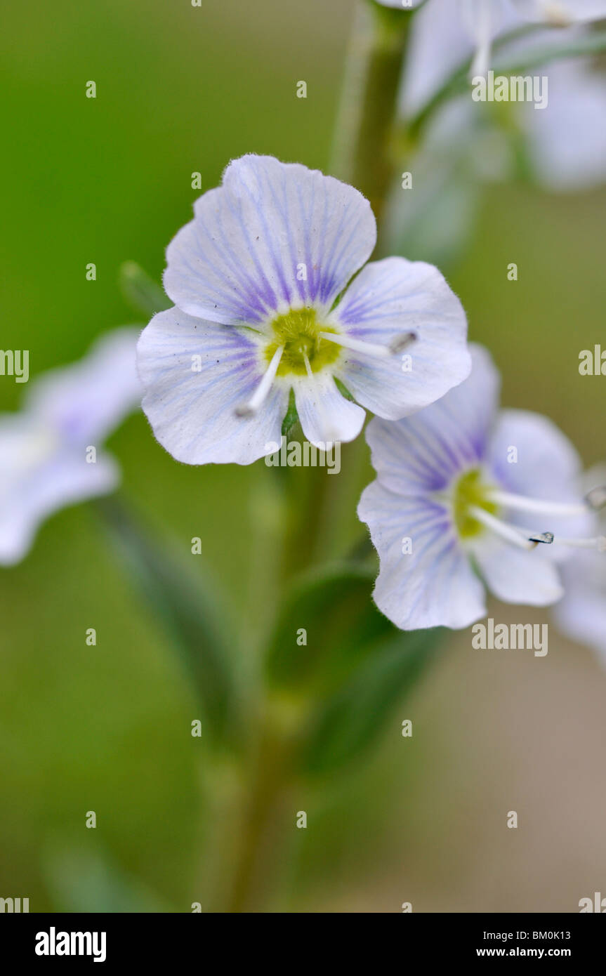 Veronica Gentianoides High Resolution Stock Photography and Images - Alamy