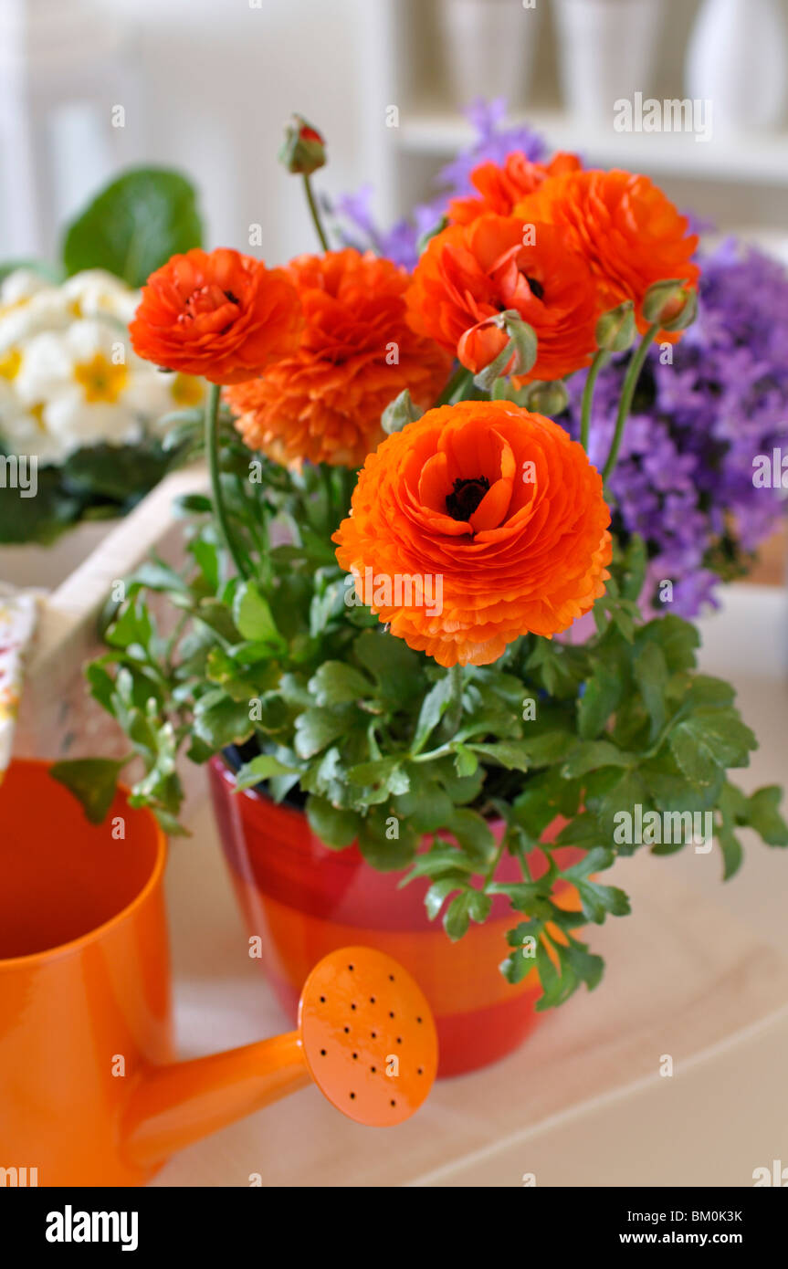 Ranunculus asiaticus cultivar hi-res stock photography and images - Alamy