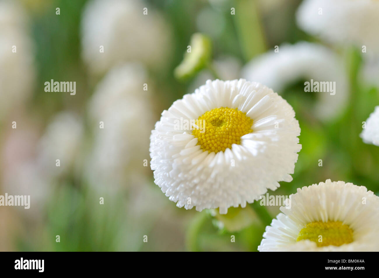 Common daisy (Bellis perennis Stock Photo - Alamy