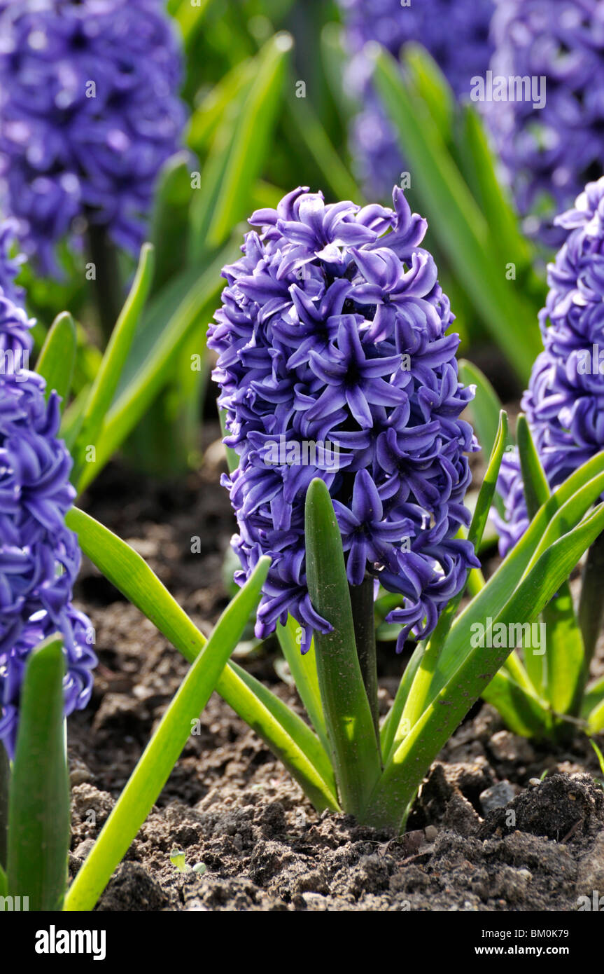 Hyacinthus plants hi-res stock photography and images - Alamy