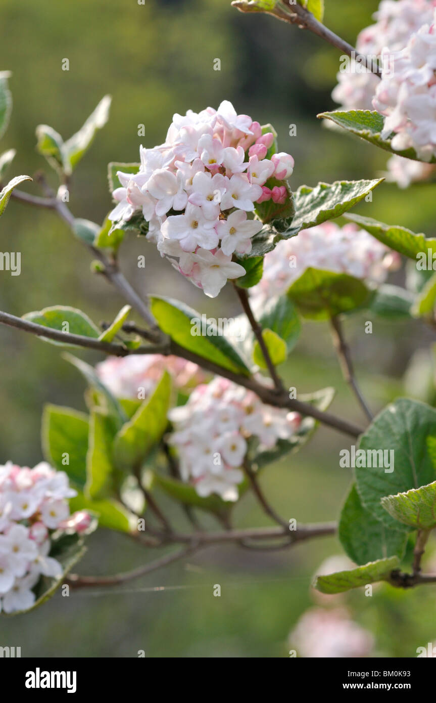 Viburnum carlesii spring flower hi-res stock photography and images - Alamy