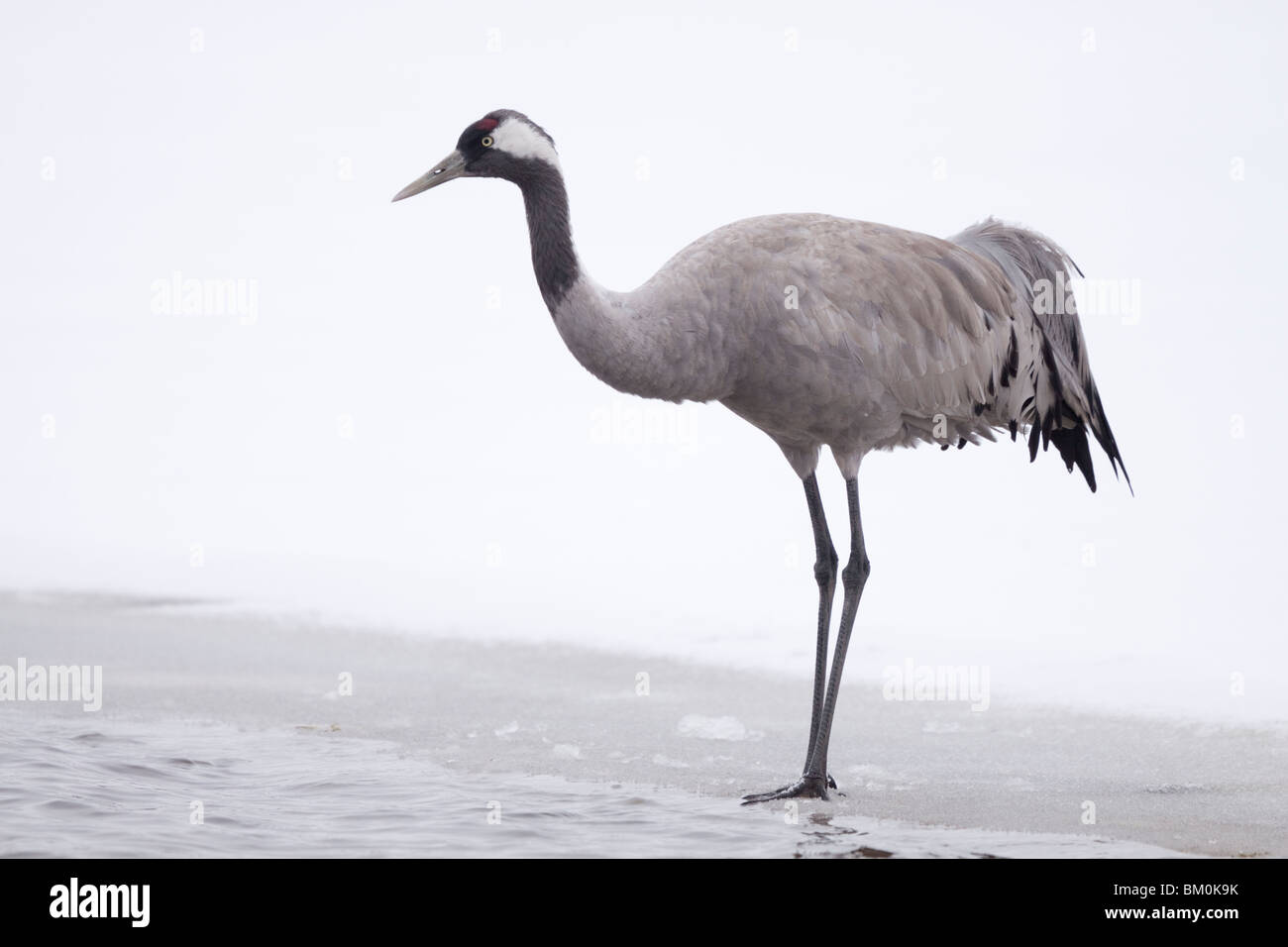 Ice crane hi-res stock photography and images - Alamy
