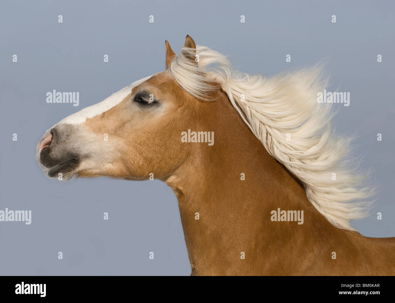 Haflinger horse portrait Stock Photo - Alamy