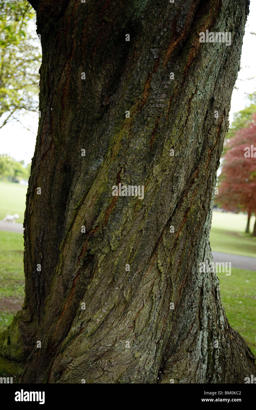 Twisted tree trunk hi-res stock photography and images - Alamy