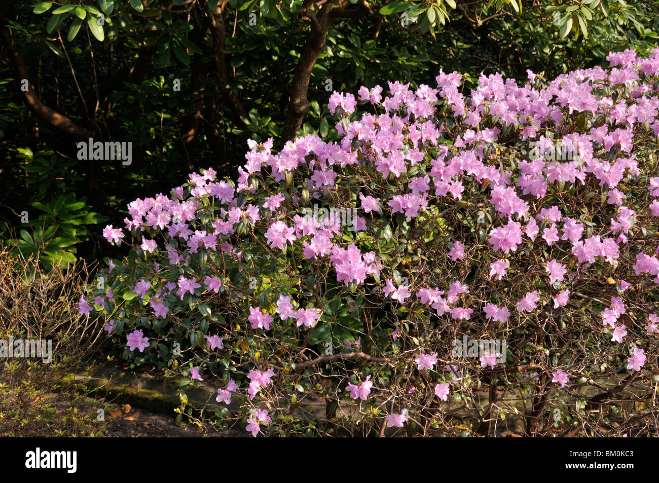 Rhododendron (Rhododendron x praecox Stock Photo - Alamy