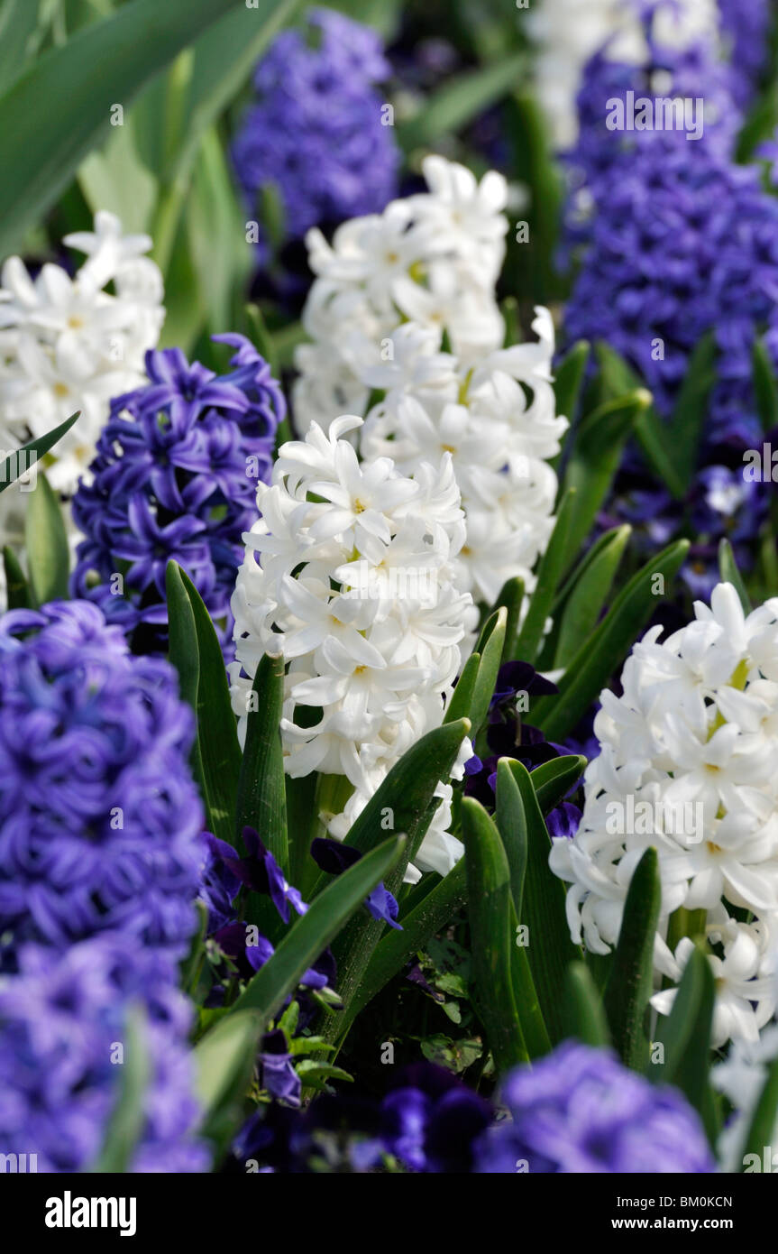 Hyacinthus blue hi-res stock photography and images - Alamy
