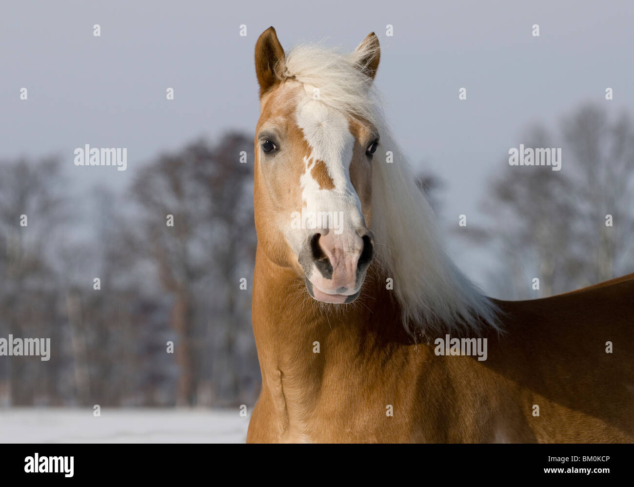 Haflinger horse portrait Stock Photo - Alamy