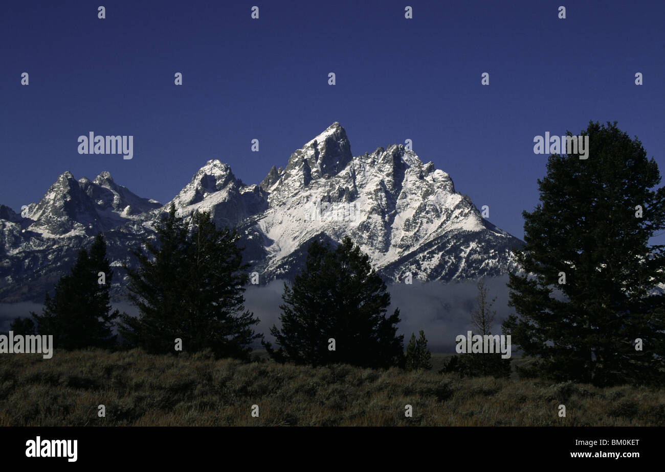Trees on a landscape with mountains in the background, Grand Teton ...