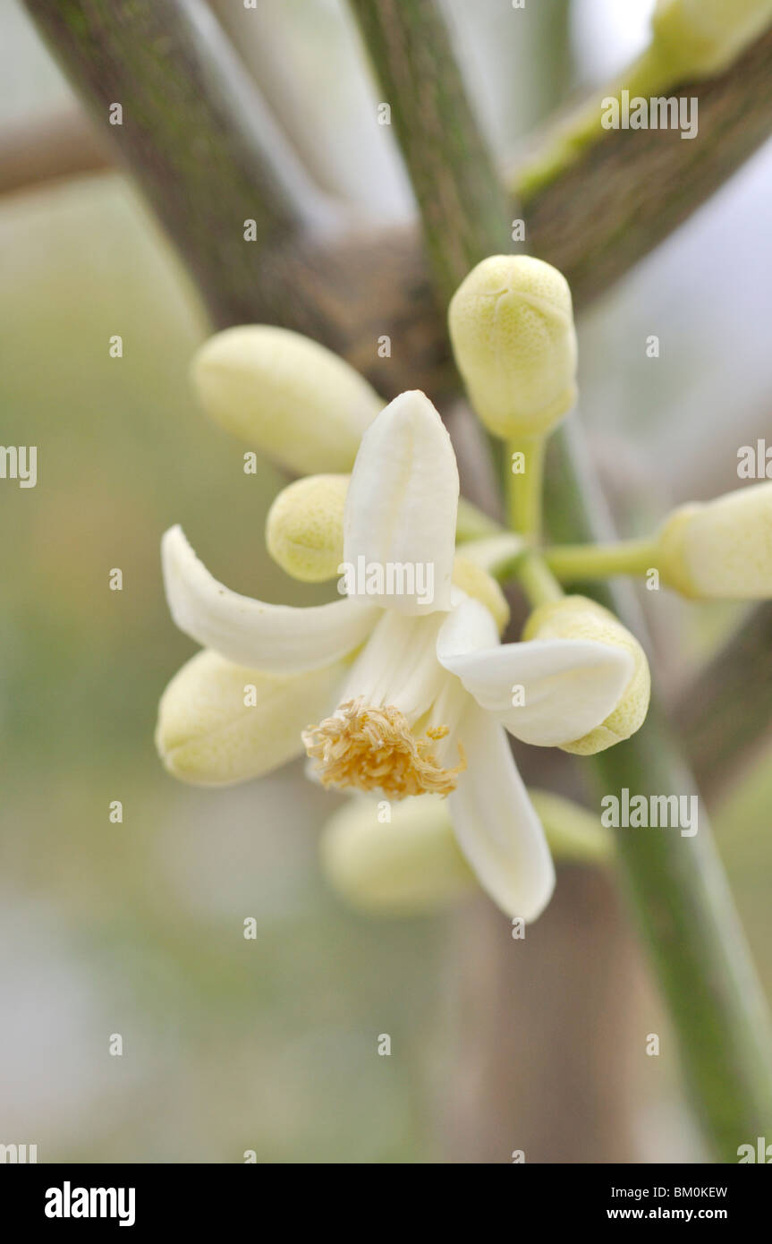 Buddha's hand (Citrus medica 'Digitata' Stock Photo - Alamy