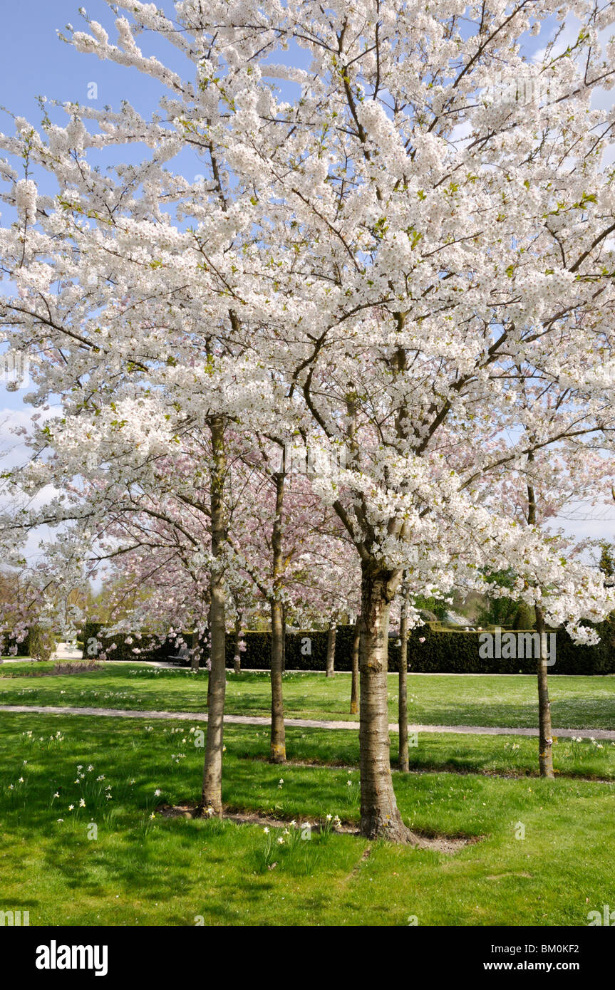 Flowering cherry trees Stock Photo - Alamy