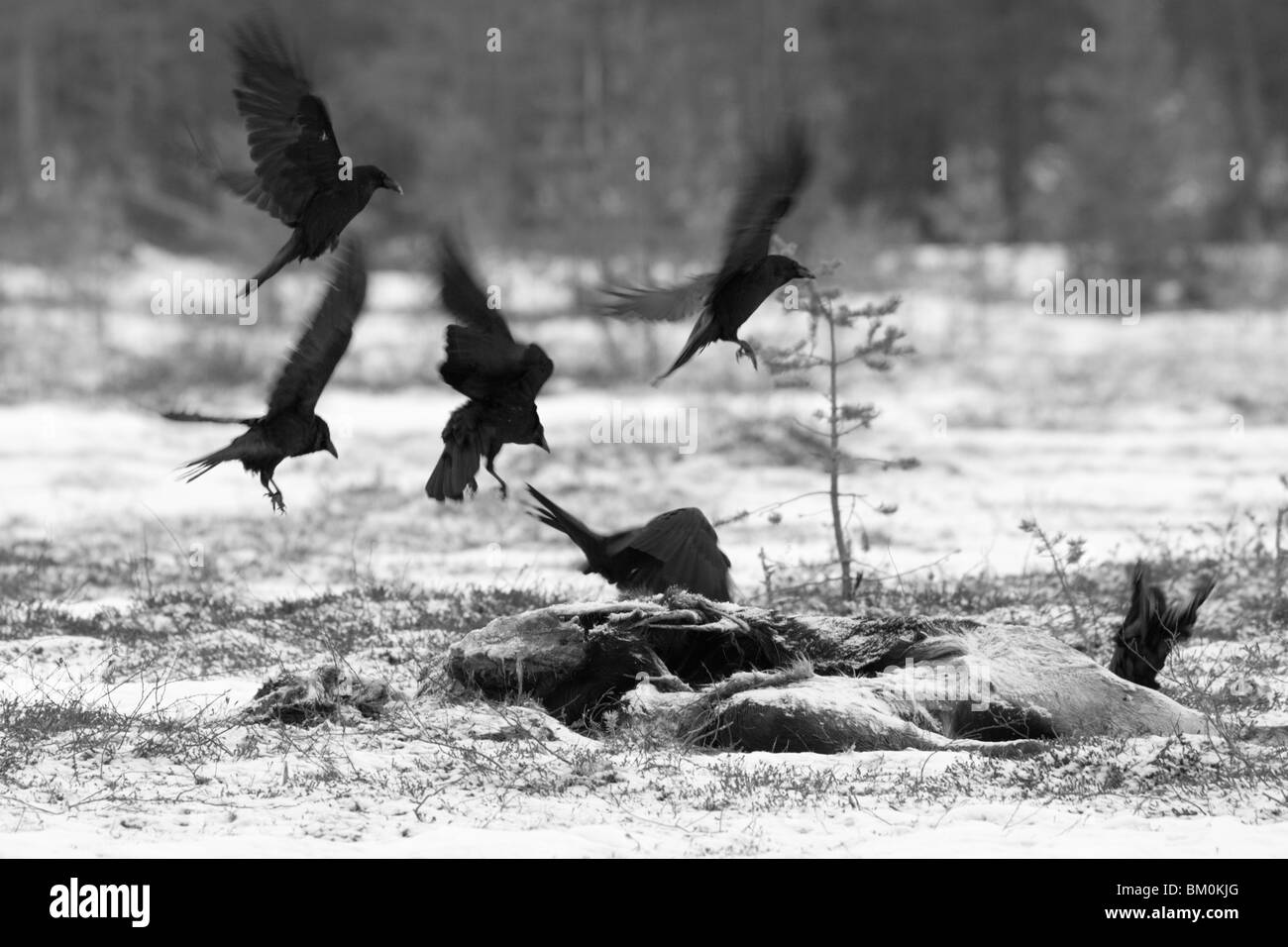 Raven ravens Black and White Stock Photos & Images - Alamy