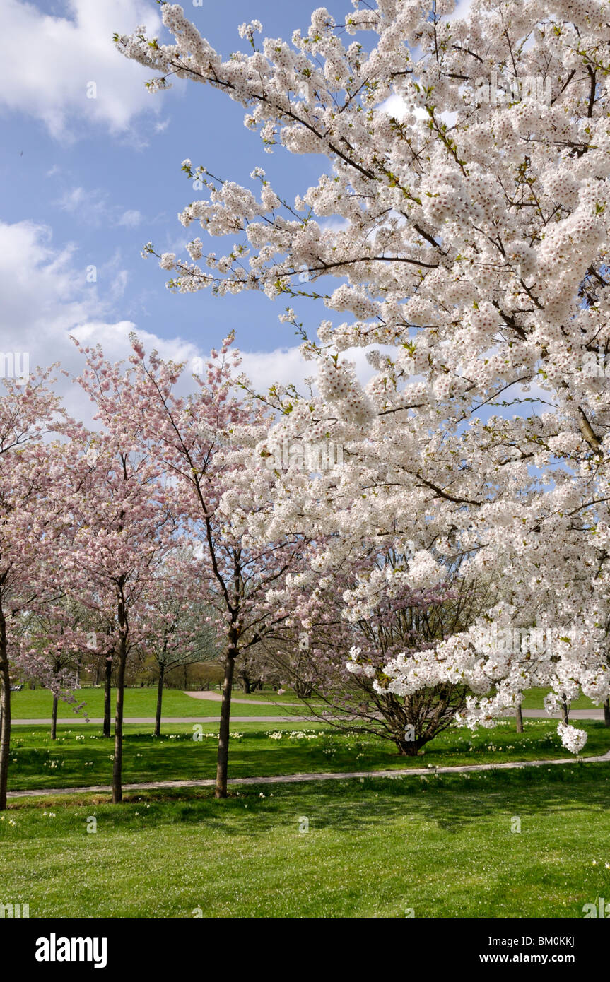 Flowering deciduous tree hi-res stock photography and images - Alamy