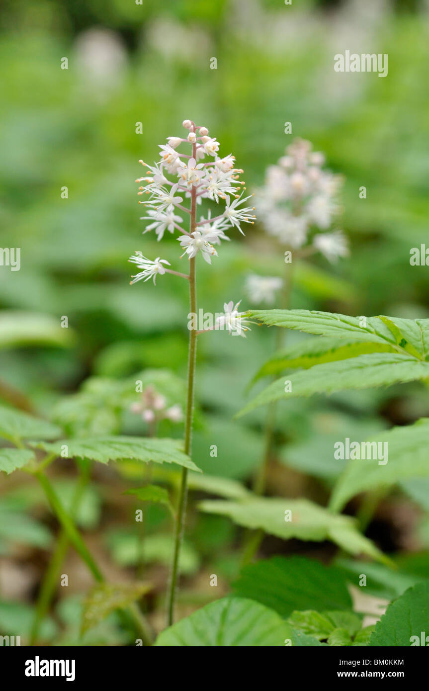 Tiarella Cordifolia Stock Photos & Tiarella Cordifolia Stock Images - Alamy